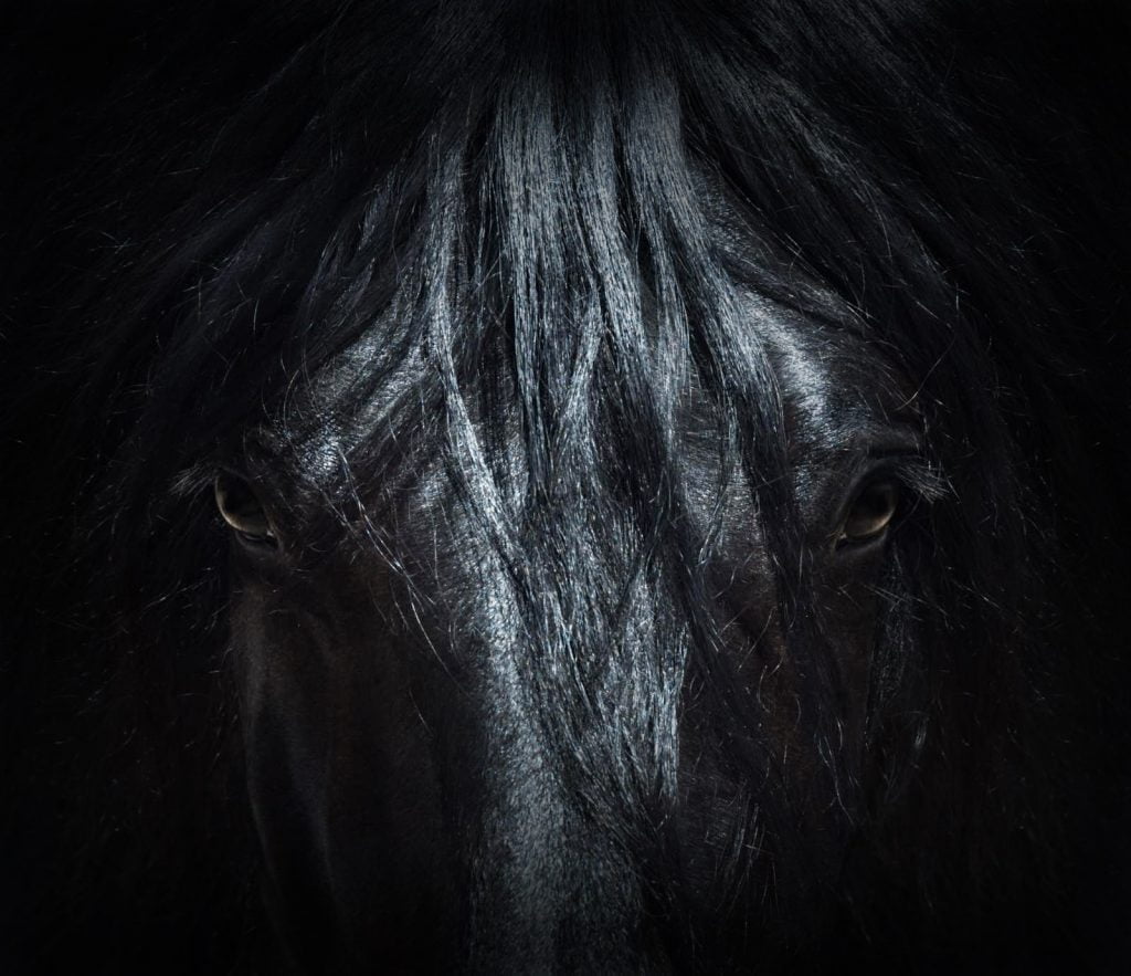 Bucephalus – The silent ambassador of your brand